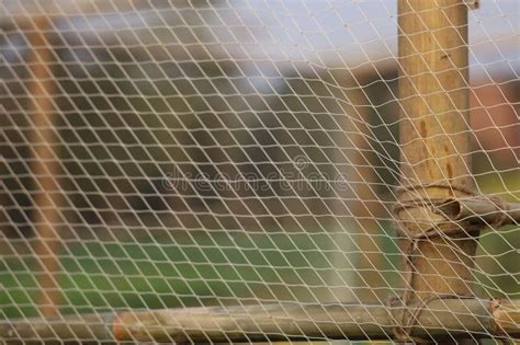 Close Up View Of A Diamond Patterned Net Secured To Bamboo Poles