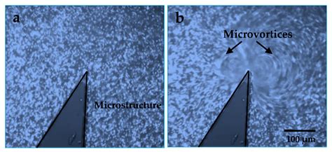 On Chip Tunable Cell Rotation Using Acoustically Oscillating Asymmetrical Microstructures