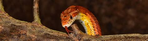15 Interesting Corn Snake Facts About This Popular Pet