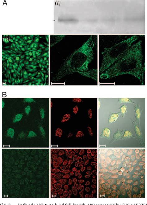 Figure 3 From Inhibition Of Amyloid Precursor Protein Processing By
