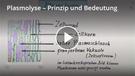 Plasmolyse Und Deplasmolyse Definition And Zusammenfassung Easy Schule