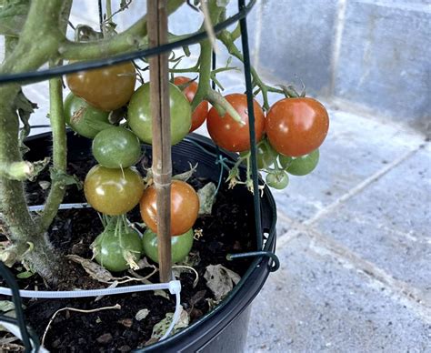 Tomato Wild Red Tumbling Best Micro Tomato Seeds Online Australia