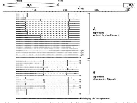Figure 1 From Downstream Boundary Of Chromosomal R Loops At Murine Switch Regions Implications