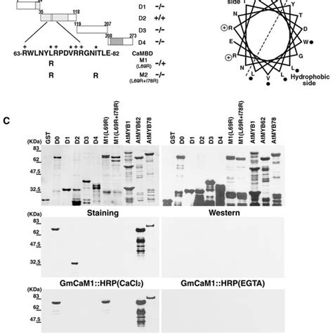 Identification Of The Calmodulin Binding Domain Of Atmyb2 A Schematic