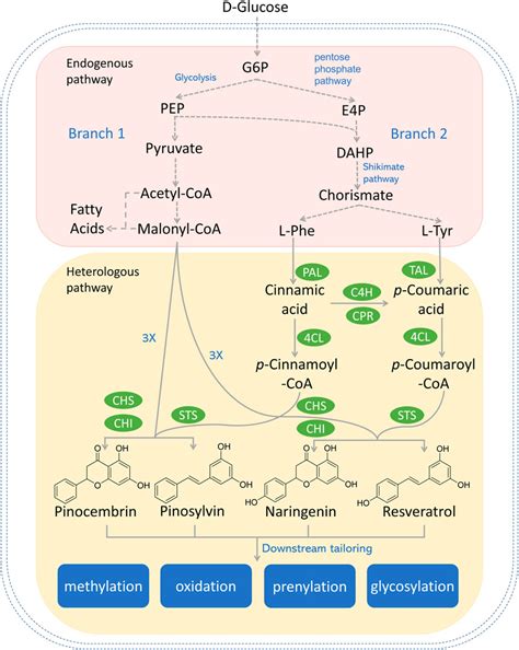 Frontiers Corrigendum Engineered Biosynthesis Of Plant Polyketides By Type Iii Polyketide