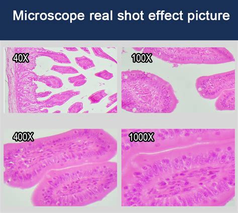 Koppace 40x 1600x Trinocular Compound Lab Microscope12 Million Pixels