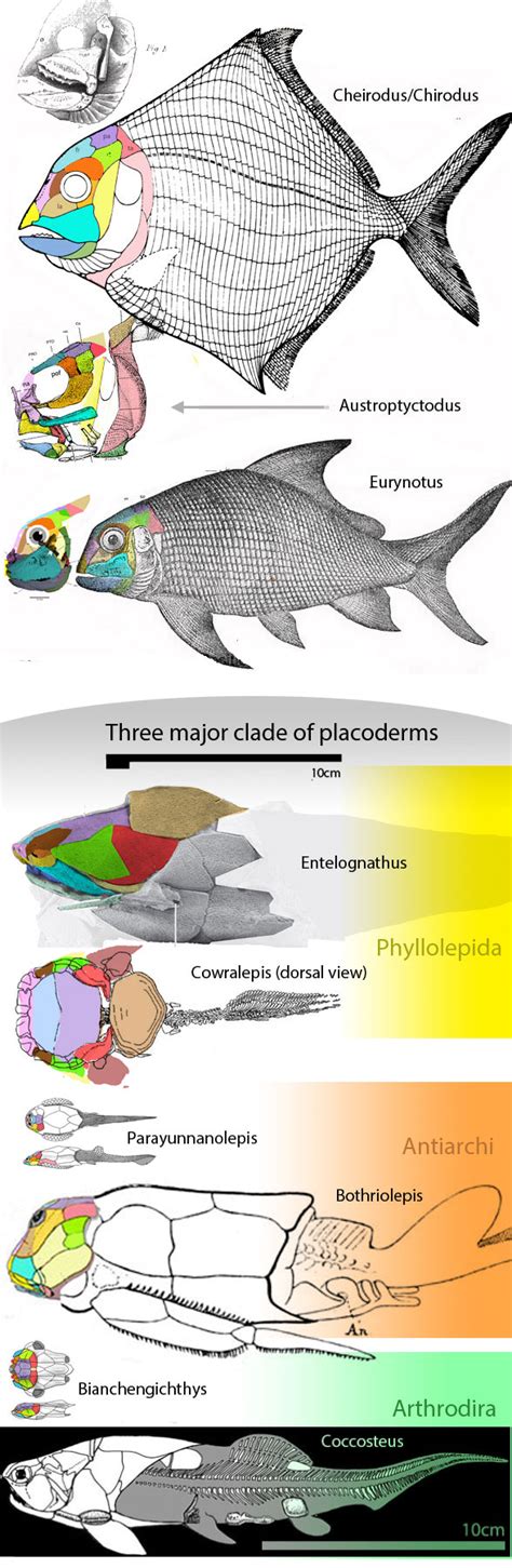 Cheirodus Campbellodus Austroptyctodus Materpiscis