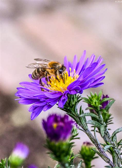 Untitled Wilhelm Modersohn Flickr