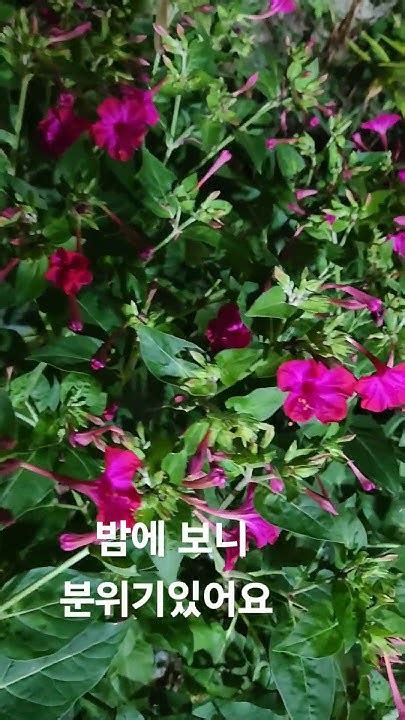 분꽃 꽂 송이가 넘이뻐요 Youtube