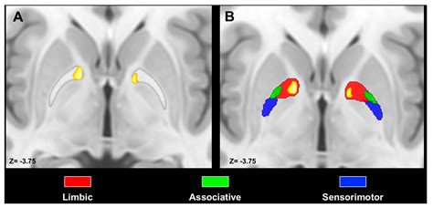 Anatomical Characterization Of The Human Structural Connectivity