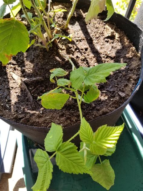 Why Are My Raspberry Leaves Dying R Gardening
