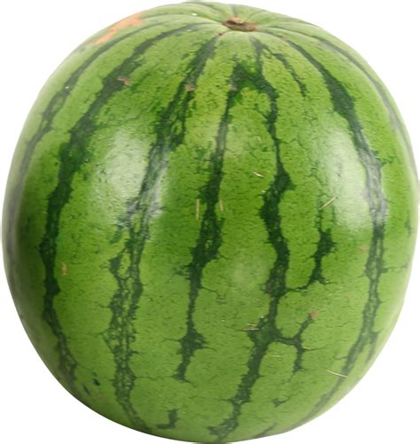 Watermelon Head Vine At Thomas Mould Blog