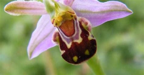 Bee Orchid Kent Wildlife Trust