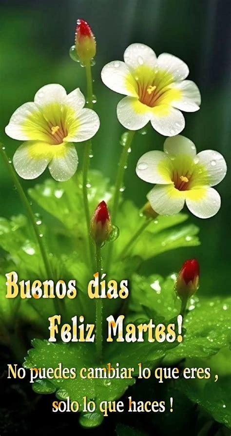 Frases De Buenos Días Feliz Martes