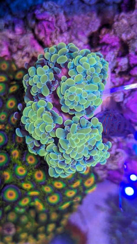 Hologram Hammers Reef2reef
