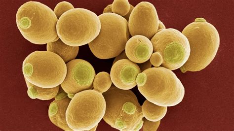 Yeast Cells Genetic Modification Unlocks Potential For Schizophrenia