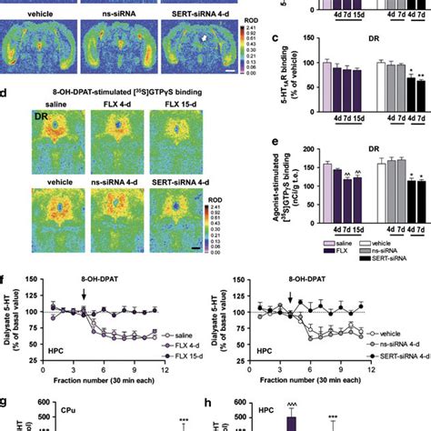 Serotonin Transporter Sert Silencing Rapidly Increases The Number Of