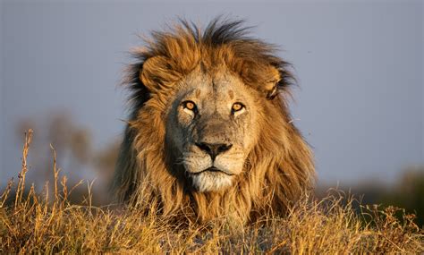 Wild Animals Lion