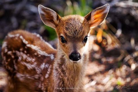 Cute Deer Wallpaper Adorable Designs For Your Device