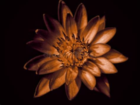 Rustic Looking Lilly Flower Edited And Isolated Over Black Background Stock Image Image Of