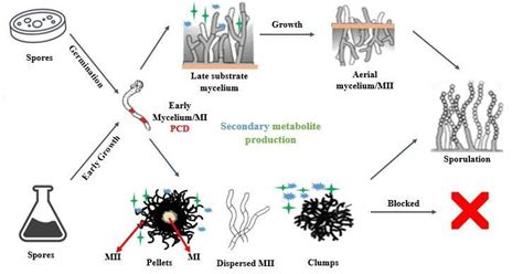 General Life Cycle Of Streptomyces In Solid Cultures Upper Panels And