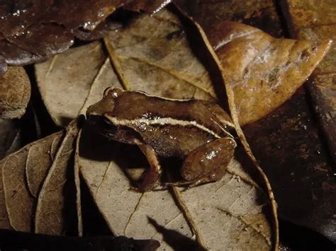 Eleutherodactylus Intermedius Facts Diet Habitat And Pictures On