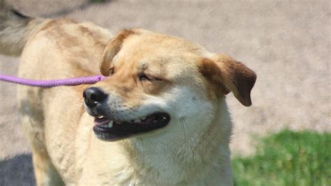 Fundraiser By Pennington County Humane Society Maggie Needs Your Help