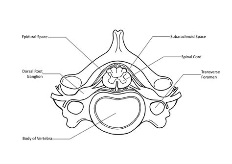 Understanding Cervical Spinal Stenosis Symptoms Treatments And
