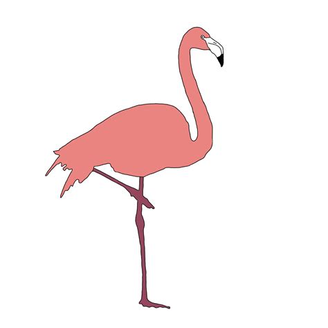 Flamingo Outline Flamingo Coloring Page Flamingo Drawing 44315230 Png