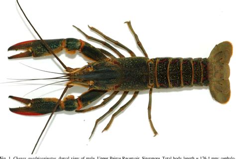 Figure 1 From New Observations Of The Exotic Australian Red Claw Crayfish Cherax