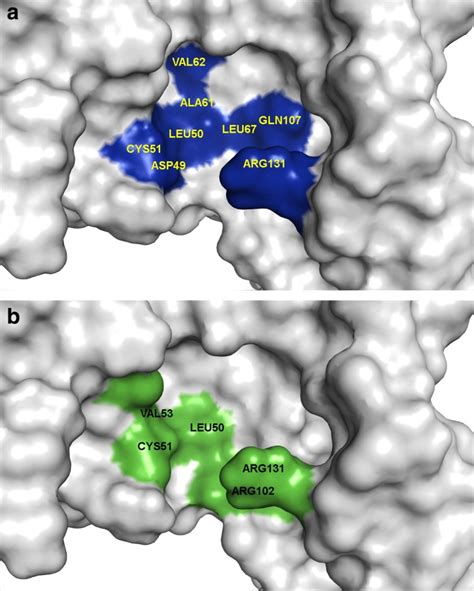 Identification Of Potential Binding Pocket On Viral Oncoprotein Hpv16