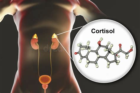 Adrenal Gland Stock Illustrations 3805 Adrenal Gland Stock