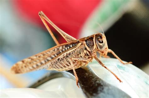 Premium Photo Grasshopper Insect Macro