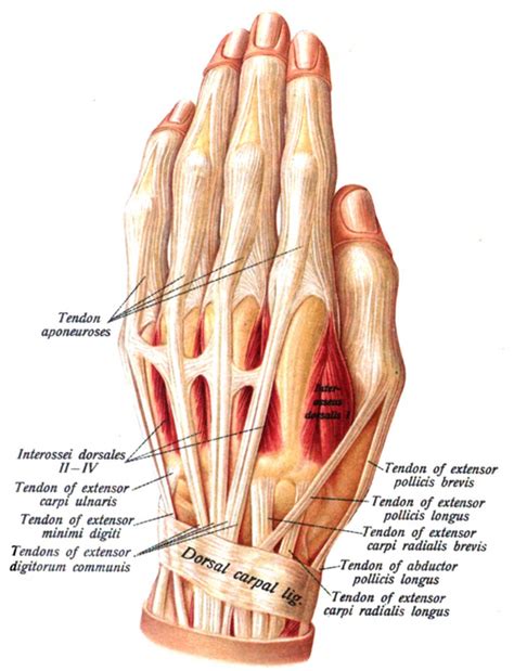 Wrist Extensor Tendons
