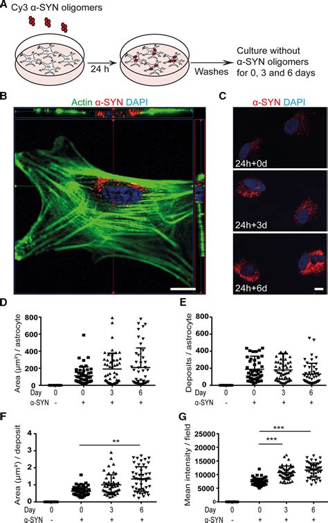 Intracellular Syn Is Stored Rather Than Degraded Human Esc Derived