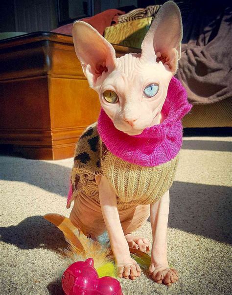 Rare Sphynx Cat Colors