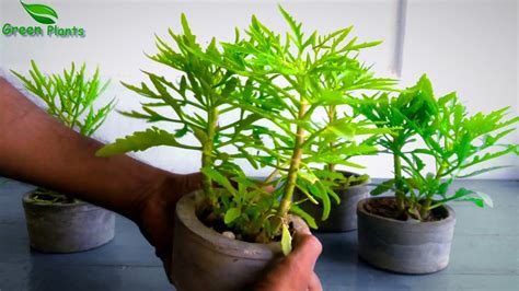 How To Propagate Kalanchoe Laciniata Propagate Succulent Plants