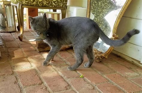 Bird Face Kitty R Confusing Perspective