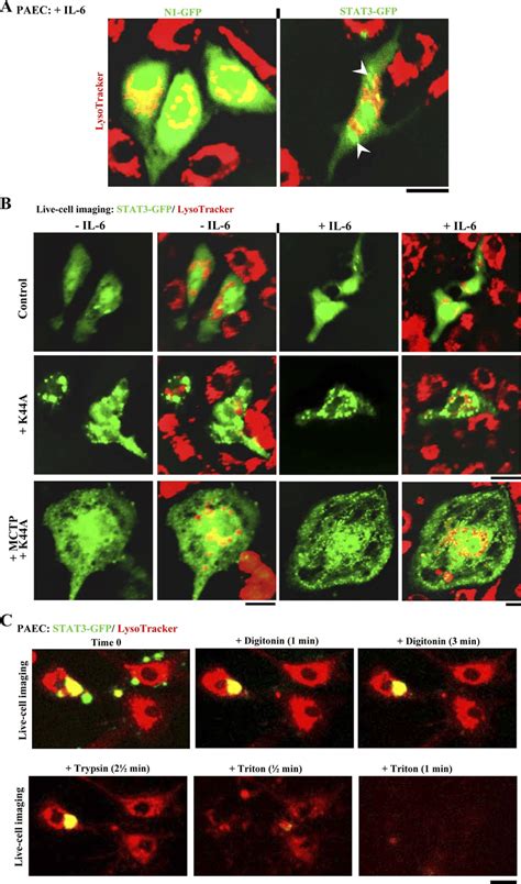 Live Cell Imaging Of The Subcellular Localization Of Stat3 Gfp In Download Scientific Diagram