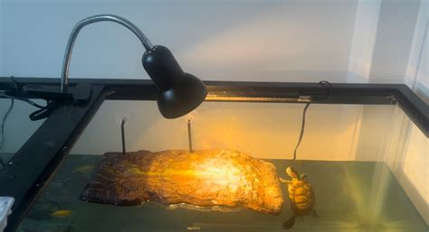 This Is The Best Turtle Basking Light Wattage Turtleholic