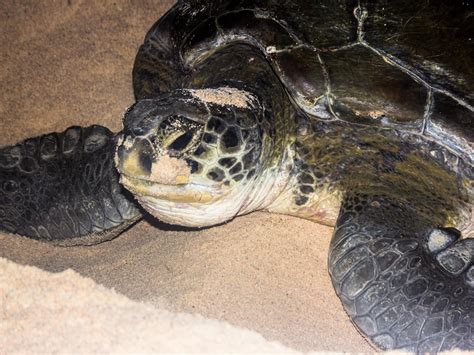 Turtle Nesting Sightings Tour Departure From Cayo Largo Del Sur