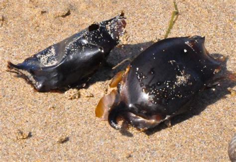 Phillip Island Beachcombing Treasures From The Sea