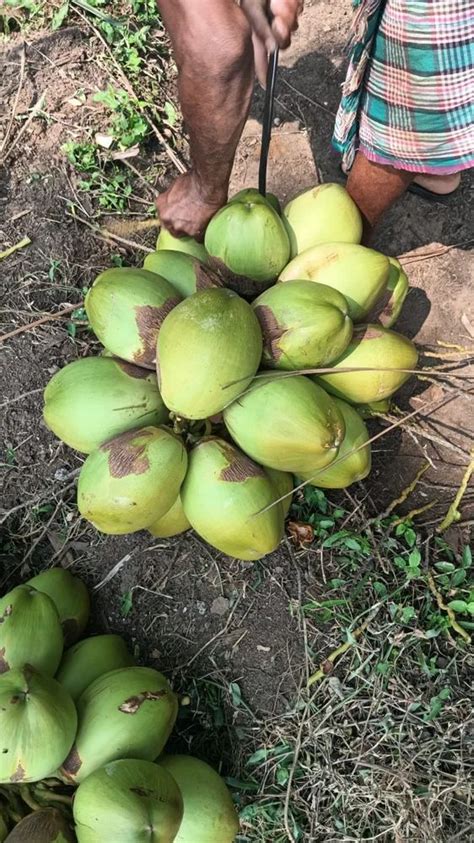 B Grade Whole Small Green Tender Coconuts At ₹ 16piece In Baripada