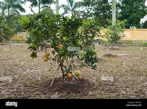 Pummelo Tree