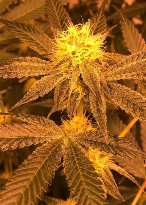 Berry Bubba Seeds By Exotic Genetix Growdiaries