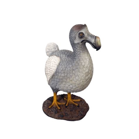 Dodo Model