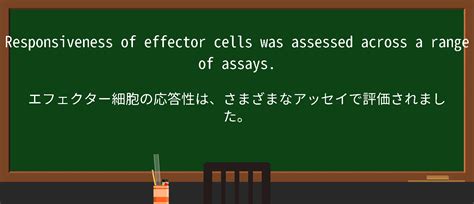 【英単語】effector Cellsを徹底解説！意味、使い方、例文、読み方