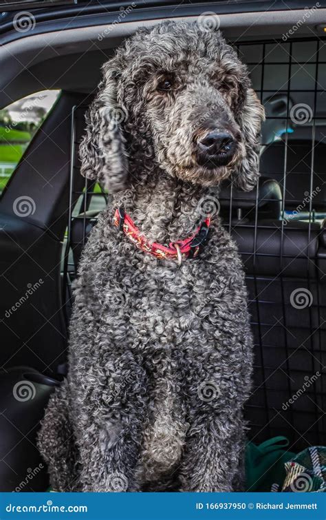 Grey Poodle