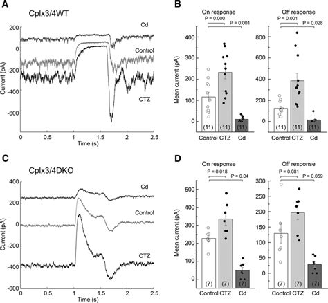 Effect Of Cyclothiazide And Cadmium On Light Response Amplitude In