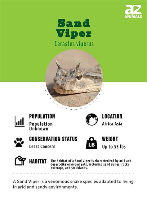 Sand Viper Animal Facts Cerastes Cerastes A Z Animals